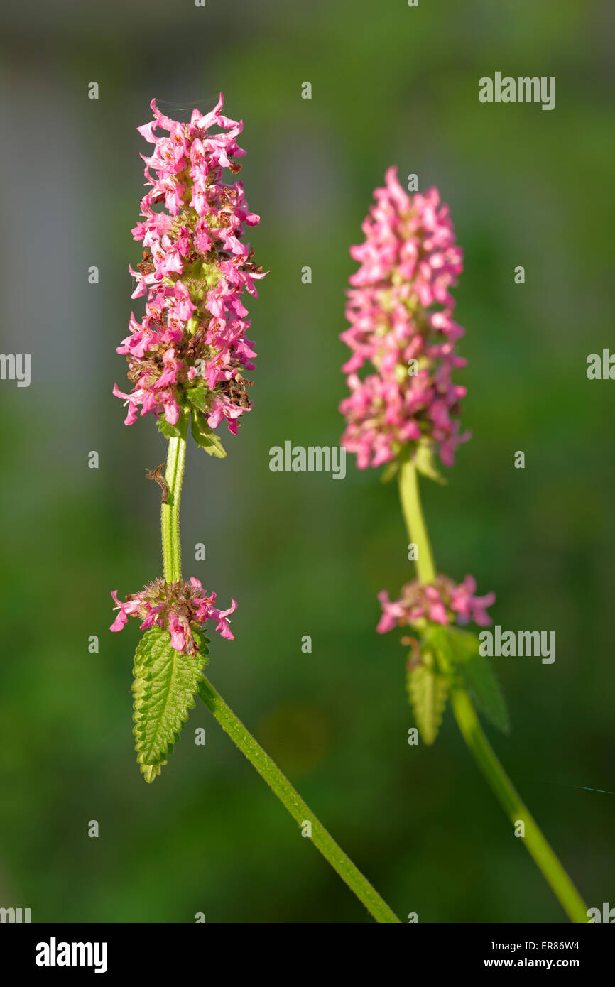 Purple betony wildflowers. Scientific name: Stachys officinalis ...