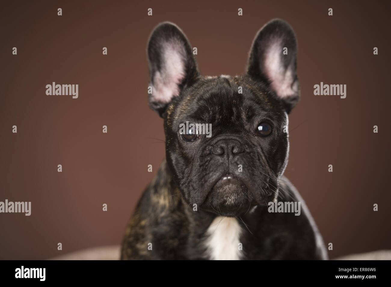 French Bulldog Portrait Stock Photo - Alamy