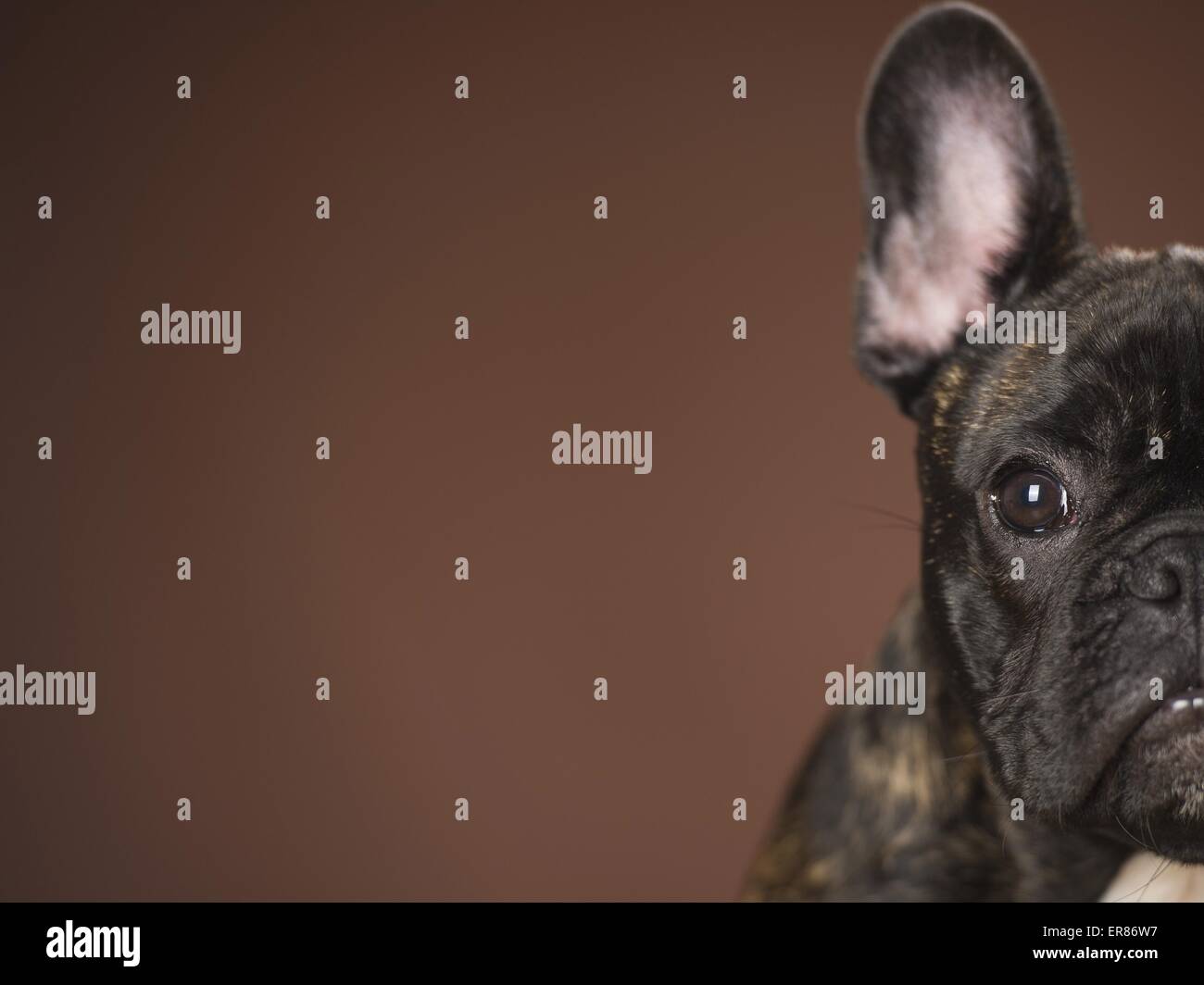 French Bulldog face Stock Photo - Alamy