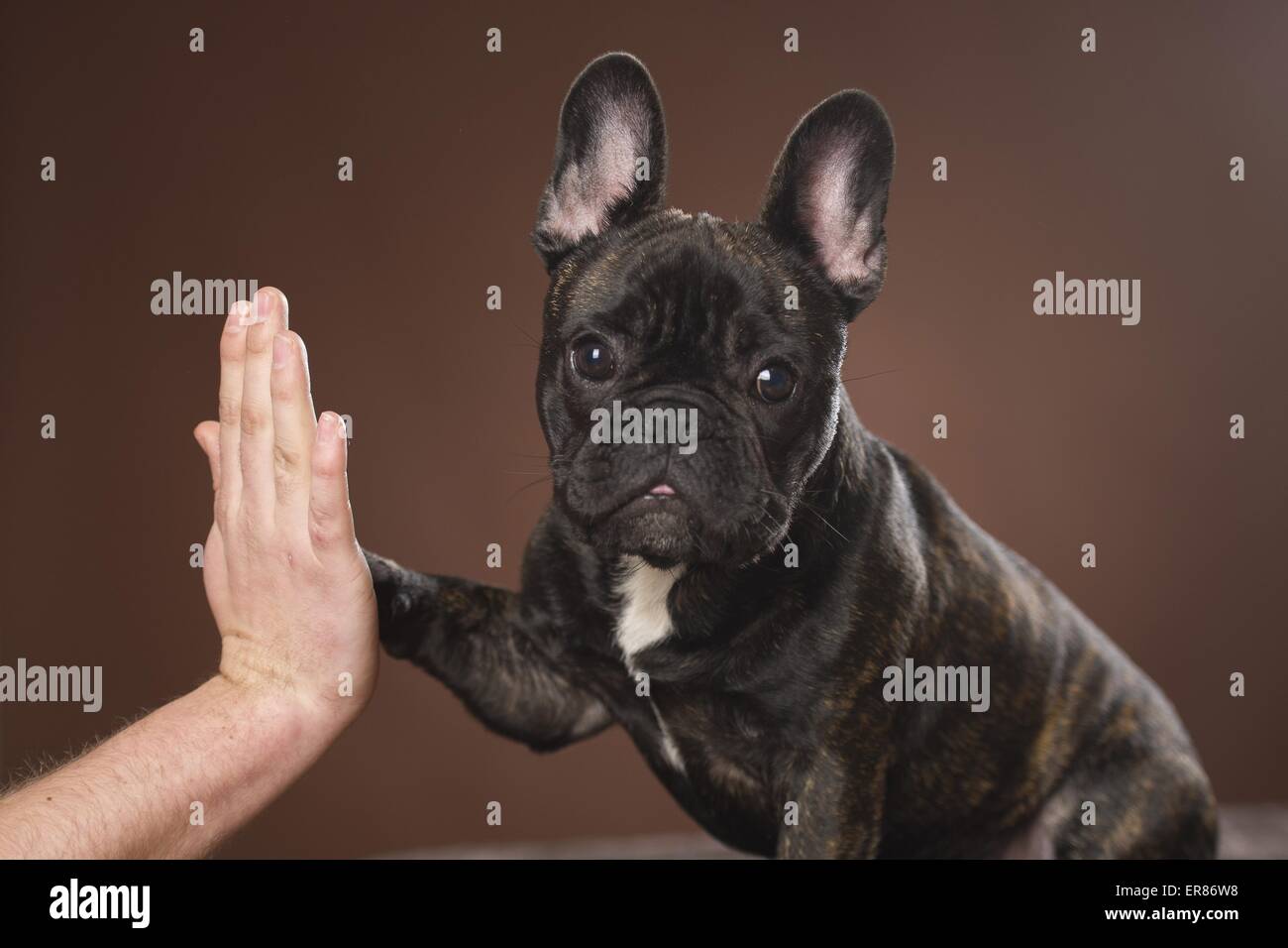 French Bulldog gives paw Stock Photo - Alamy
