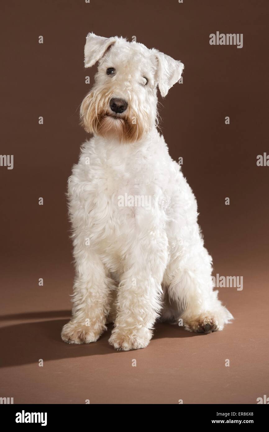 sitting Miniature Schnauzer Stock Photo - Alamy