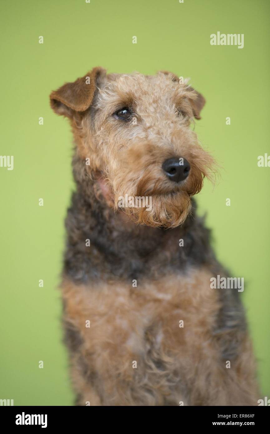 Welsh Terrier portrait Stock Photo - Alamy
