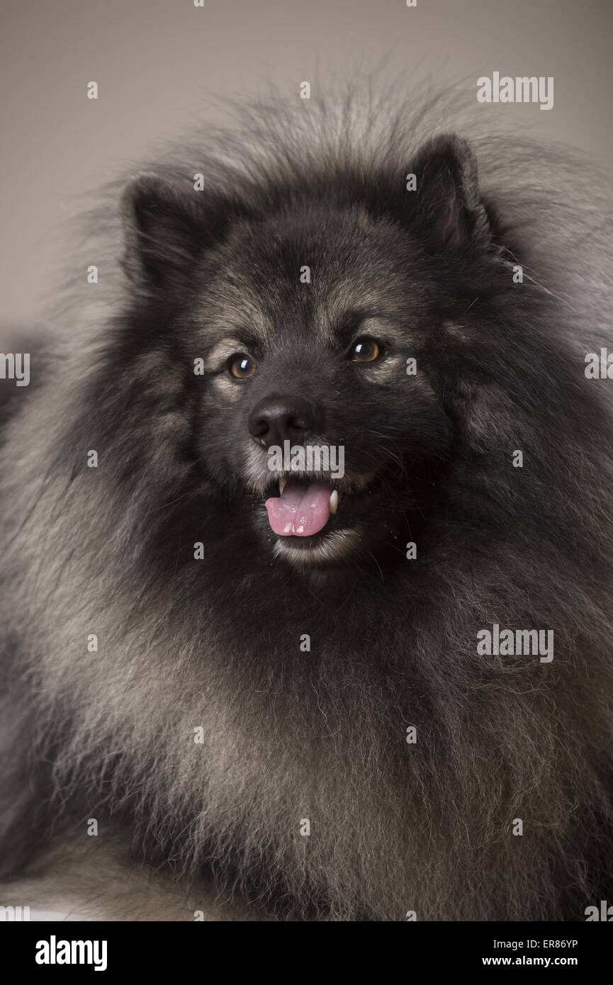 Keeshonds hi-res stock photography and images - Alamy