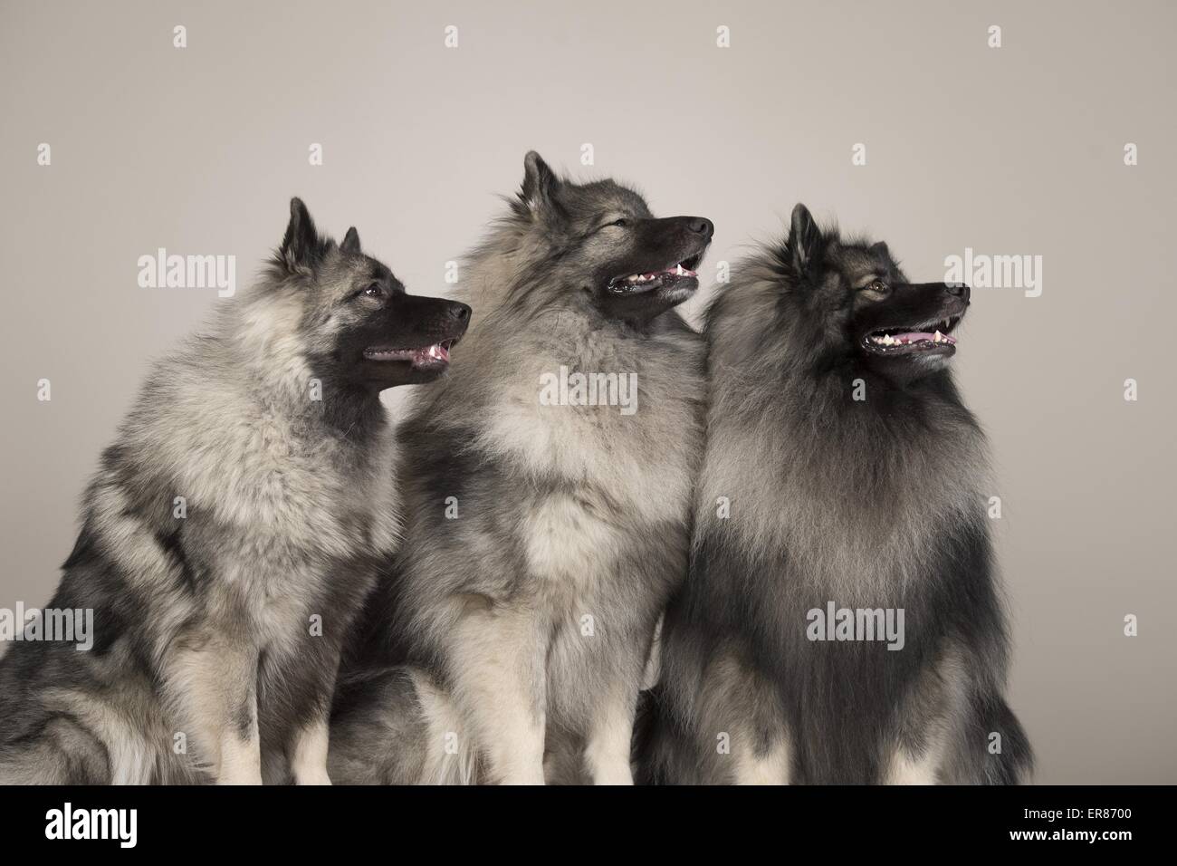 Keeshonds hi-res stock photography and images - Alamy
