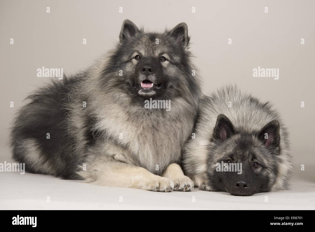 Keeshond canis familiaris hi-res stock photography and images - Alamy