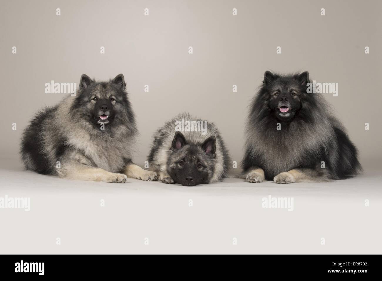 Keeshond canis familiaris hi-res stock photography and images - Alamy