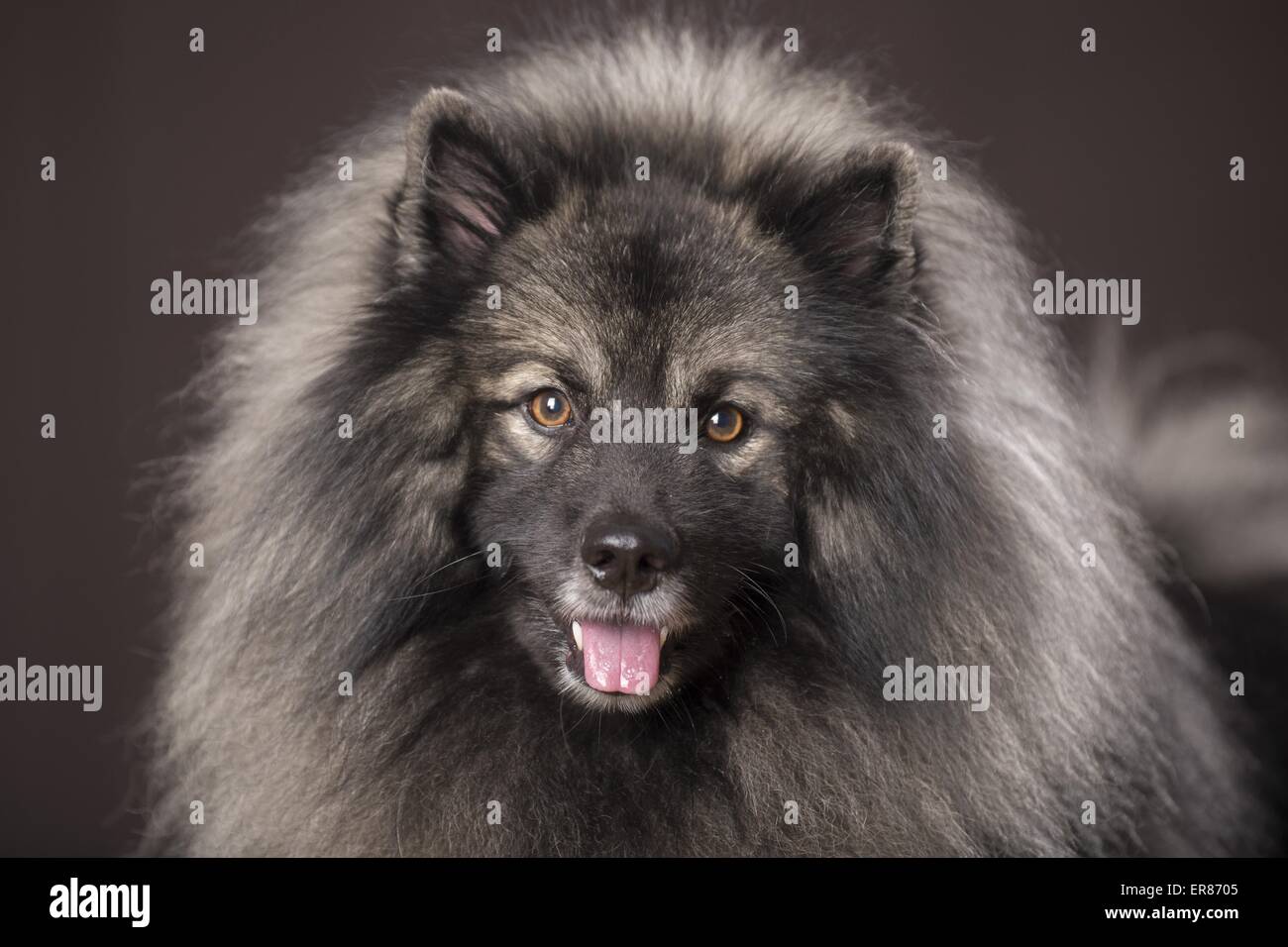 Keeshonds hi-res stock photography and images - Alamy