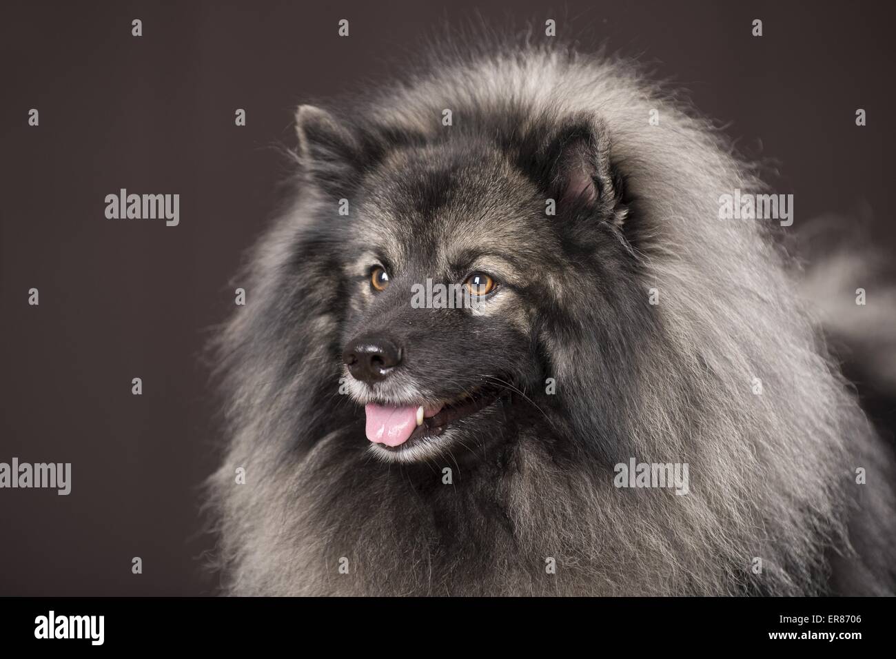 Keeshonds hi-res stock photography and images - Alamy