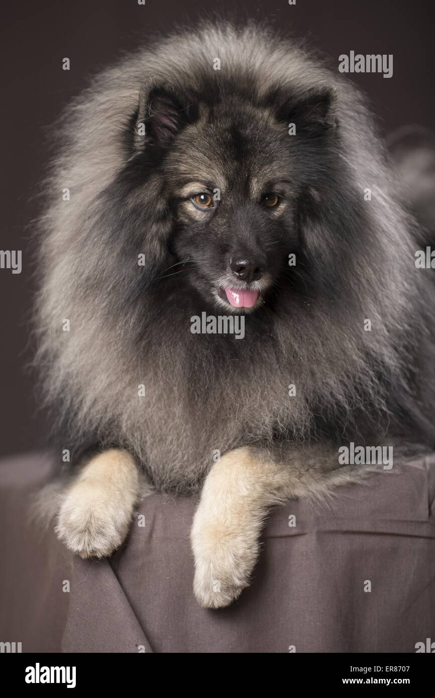 Keeshonds hi-res stock photography and images - Alamy