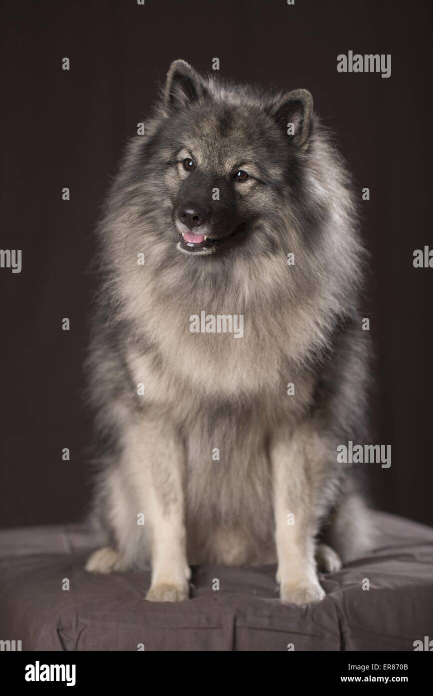 Keeshonds hi-res stock photography and images - Alamy
