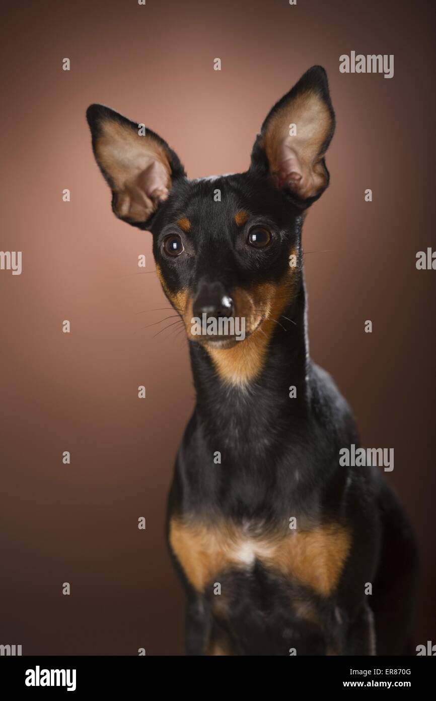 Miniature pinscher hi-res stock photography and images - Alamy