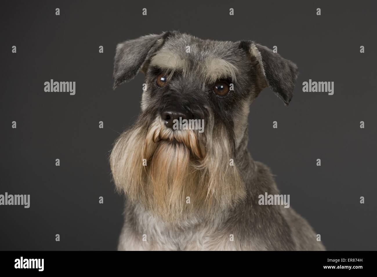 Miniature Schnauzer Portrait Stock Photo - Alamy