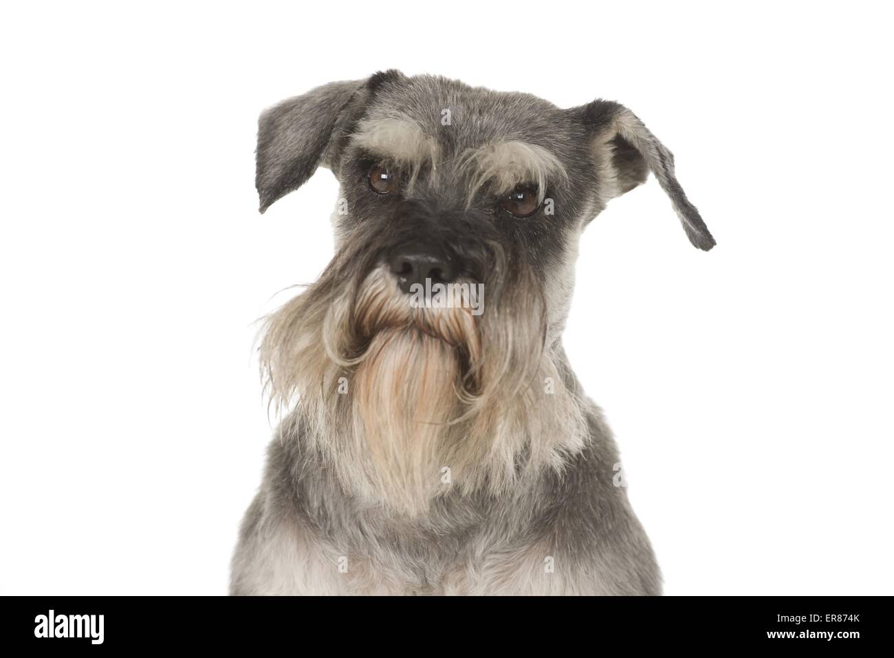 Grey schnauzer hi-res stock photography and images - Alamy