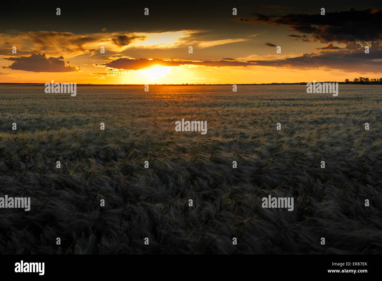 wheat field sunset Stock Photo - Alamy