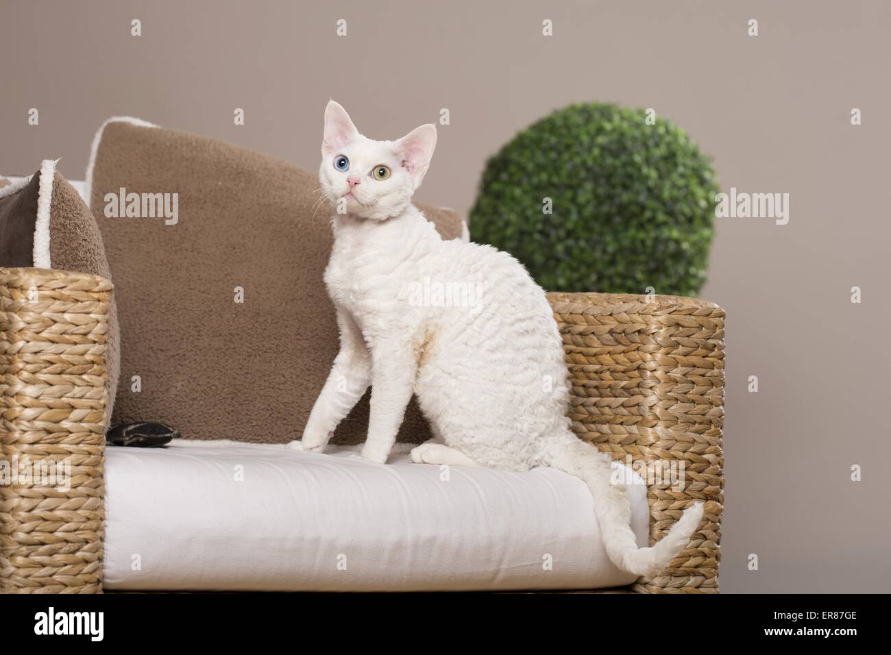 sitting Devon Rex Stock Photo - Alamy