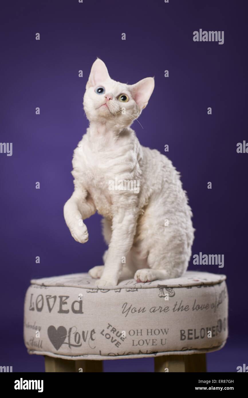 sitting Devon Rex Stock Photo - Alamy