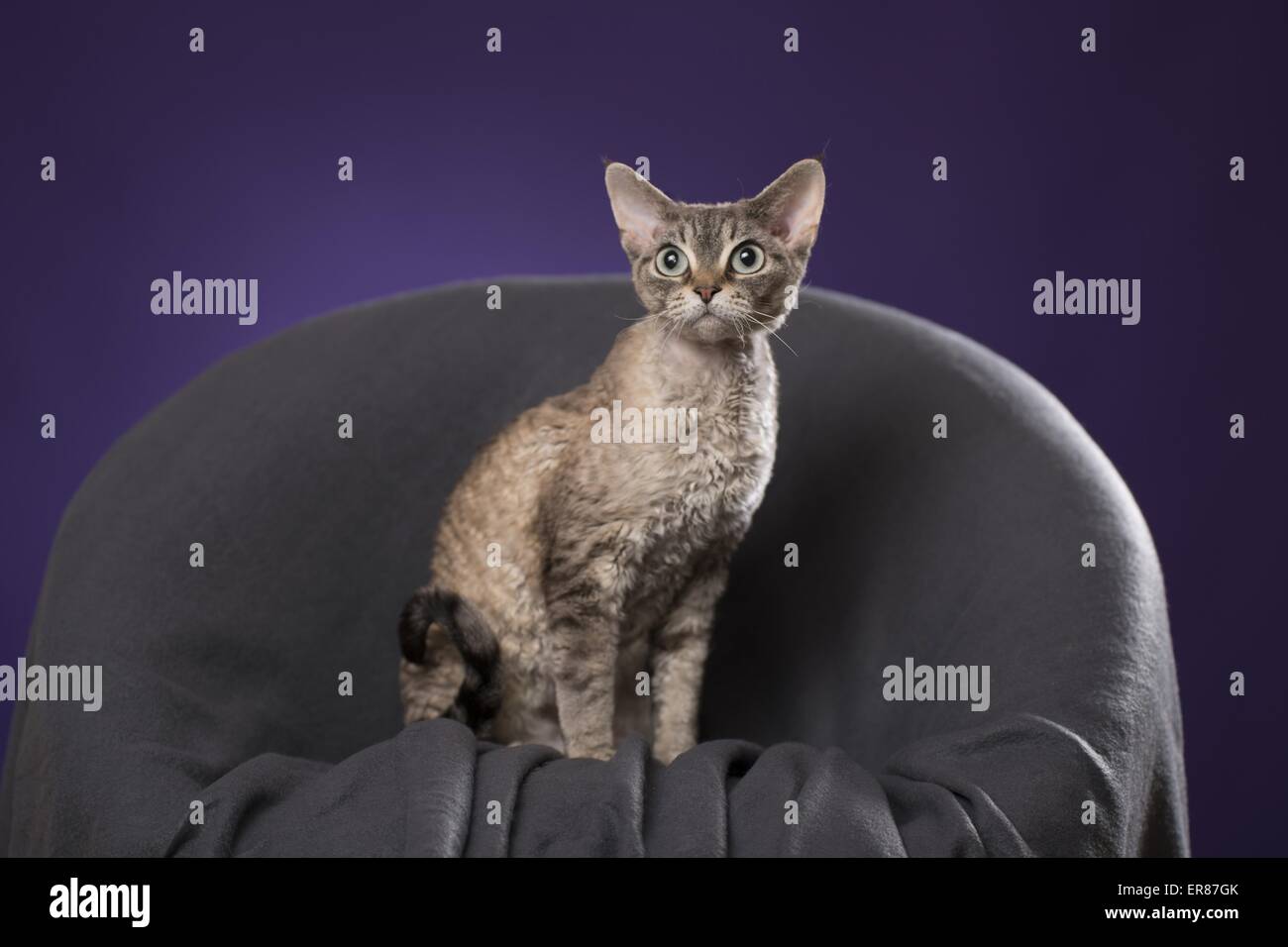 sitting Devon Rex Stock Photo - Alamy