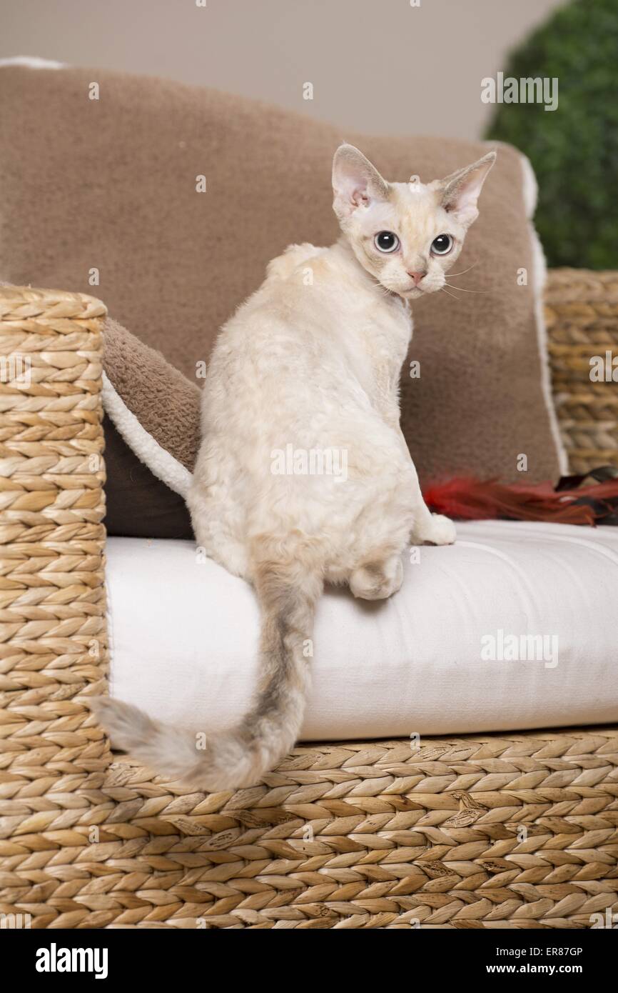 sitting Devon Rex Stock Photo - Alamy