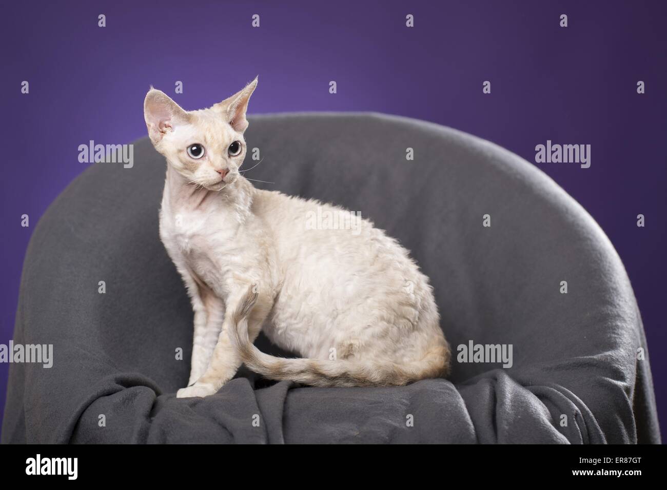 sitting Devon Rex Stock Photo - Alamy