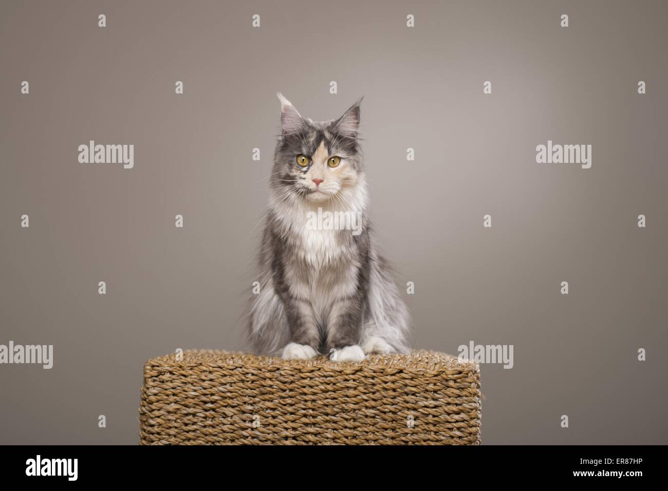sitting Maine Coon Stock Photo - Alamy