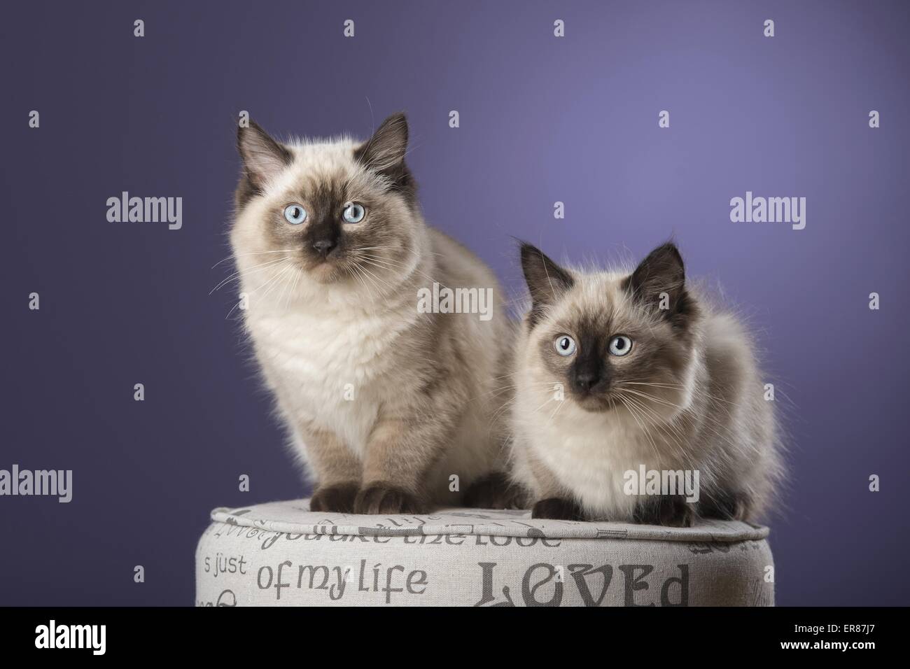 Two long hair ragdoll cats hi-res stock photography and images - Alamy