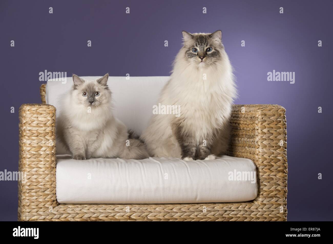 Two long hair ragdoll cats hi-res stock photography and images - Alamy