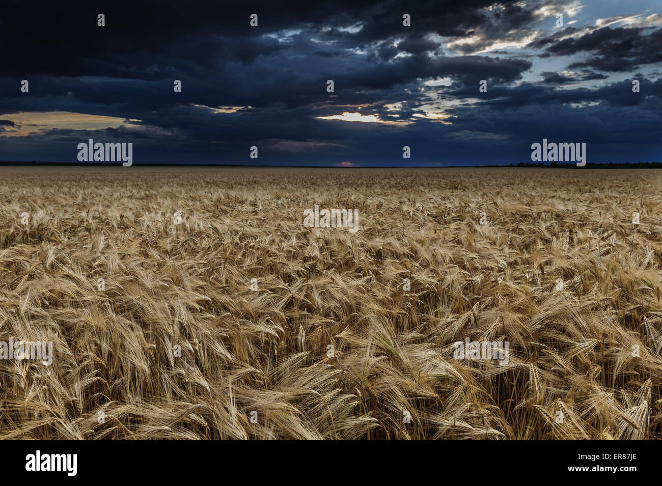dark dramatic field and sky landscape Stock Photo - Alamy