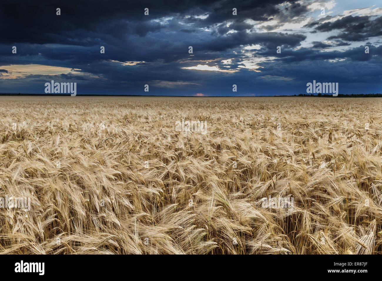 dark dramatic field and sky landscape Stock Photo - Alamy