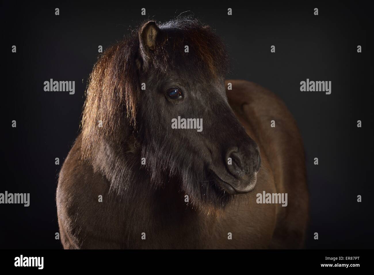 Shetland Pony Portrait Stock Photo - Alamy