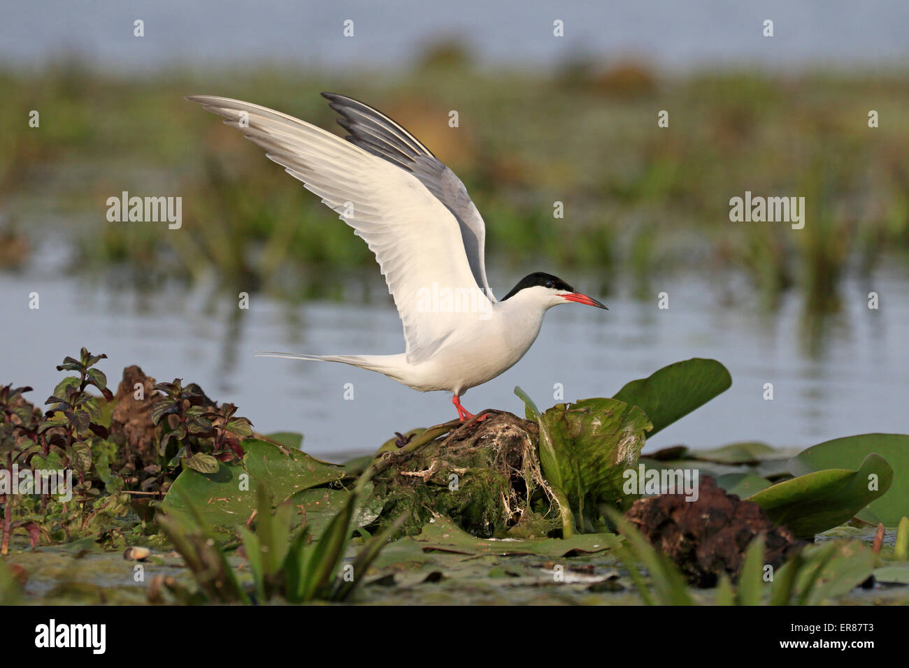 Stretching its wings hi-res stock photography and images - Alamy