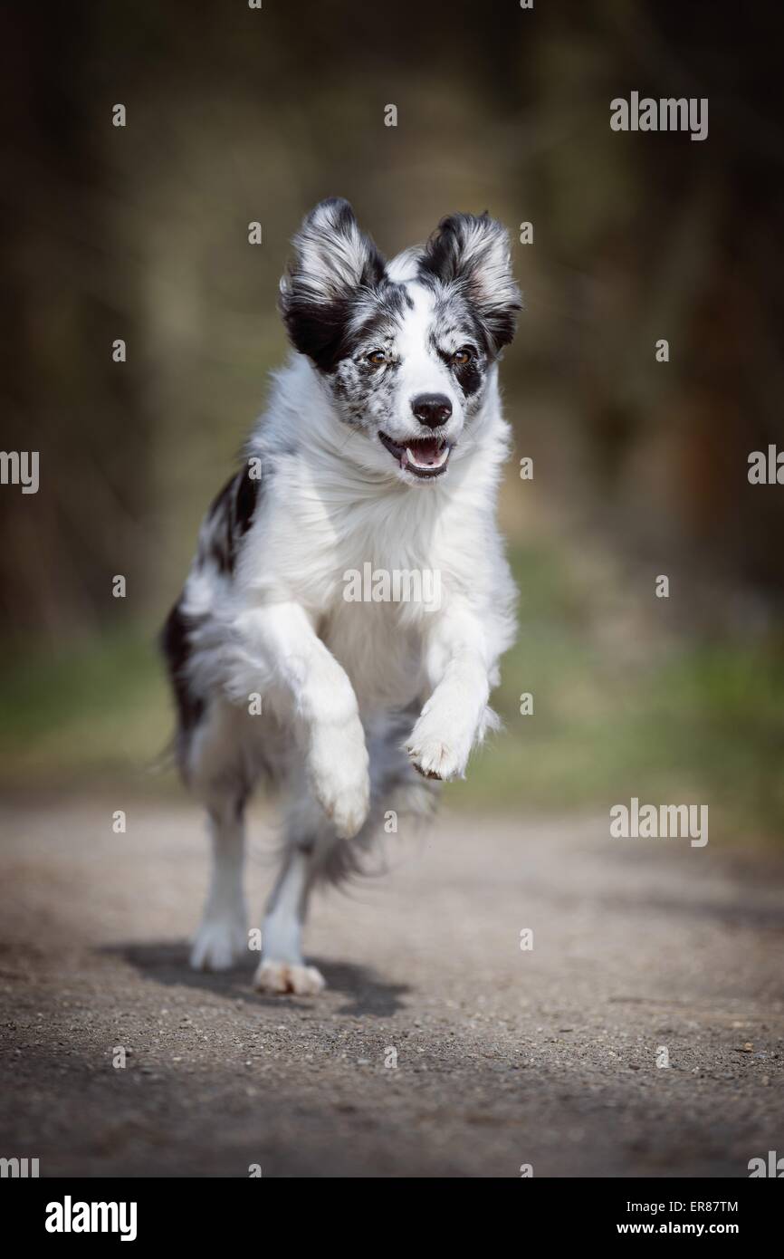 running Border Collie Stock Photo - Alamy