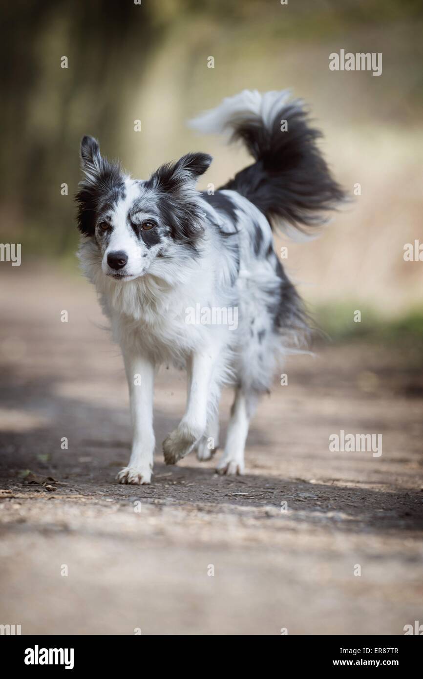 walking Border Collie Stock Photo - Alamy