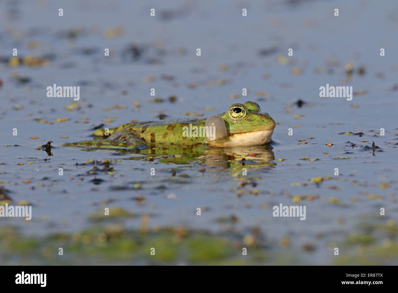 Air sacs hi-res stock photography and images - Alamy