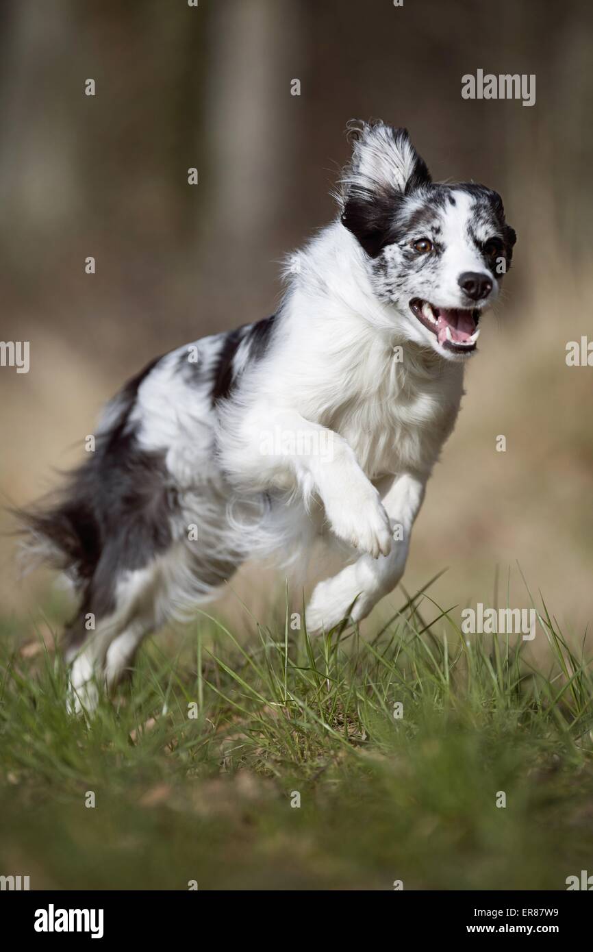 running Border Collie Stock Photo - Alamy