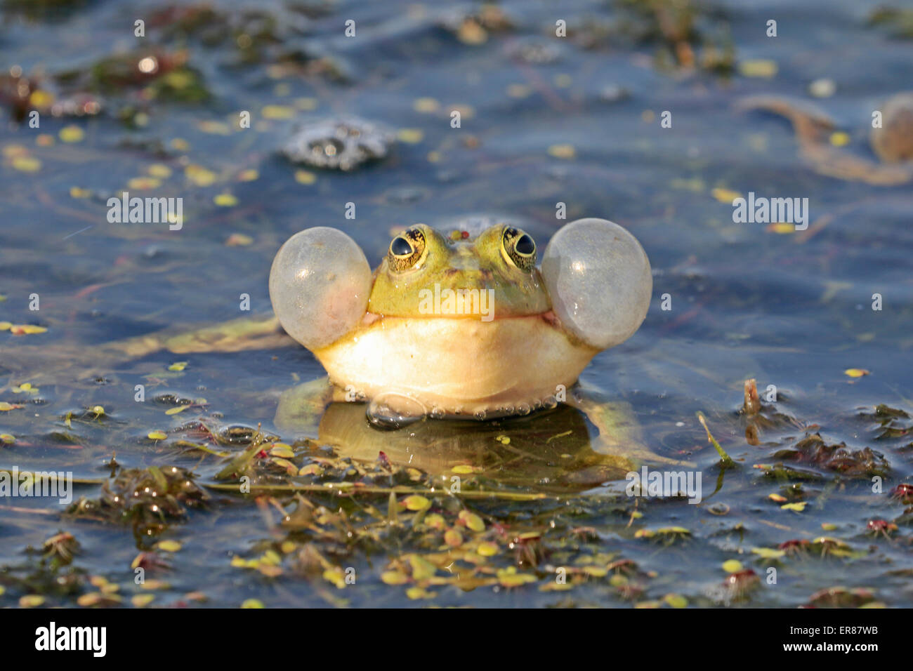 Air sacs hi-res stock photography and images - Alamy