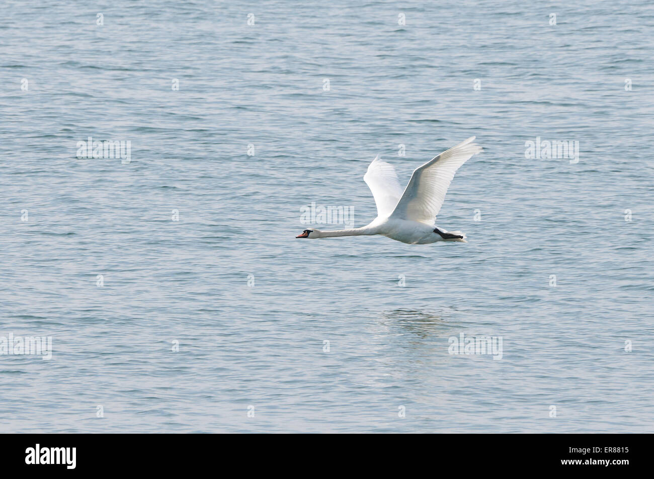 Trumpeter swans flying over hi-res stock photography and images - Alamy