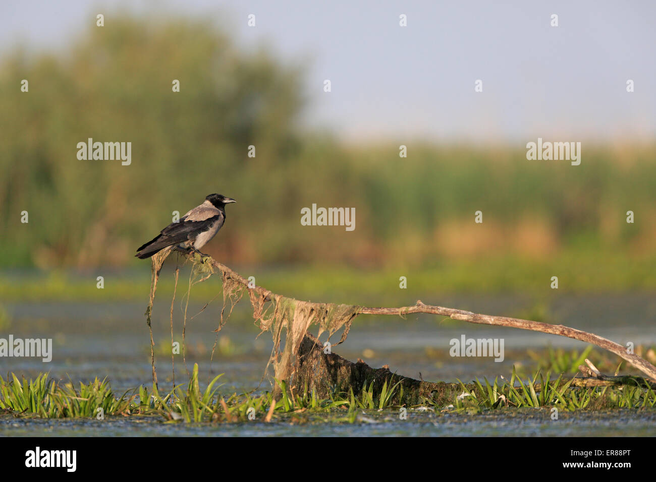 Hooded Crow perched on weed covered branch Stock Photo - Alamy