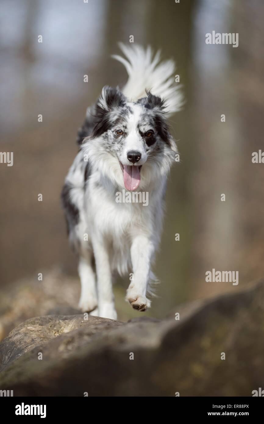 walking Border Collie Stock Photo - Alamy