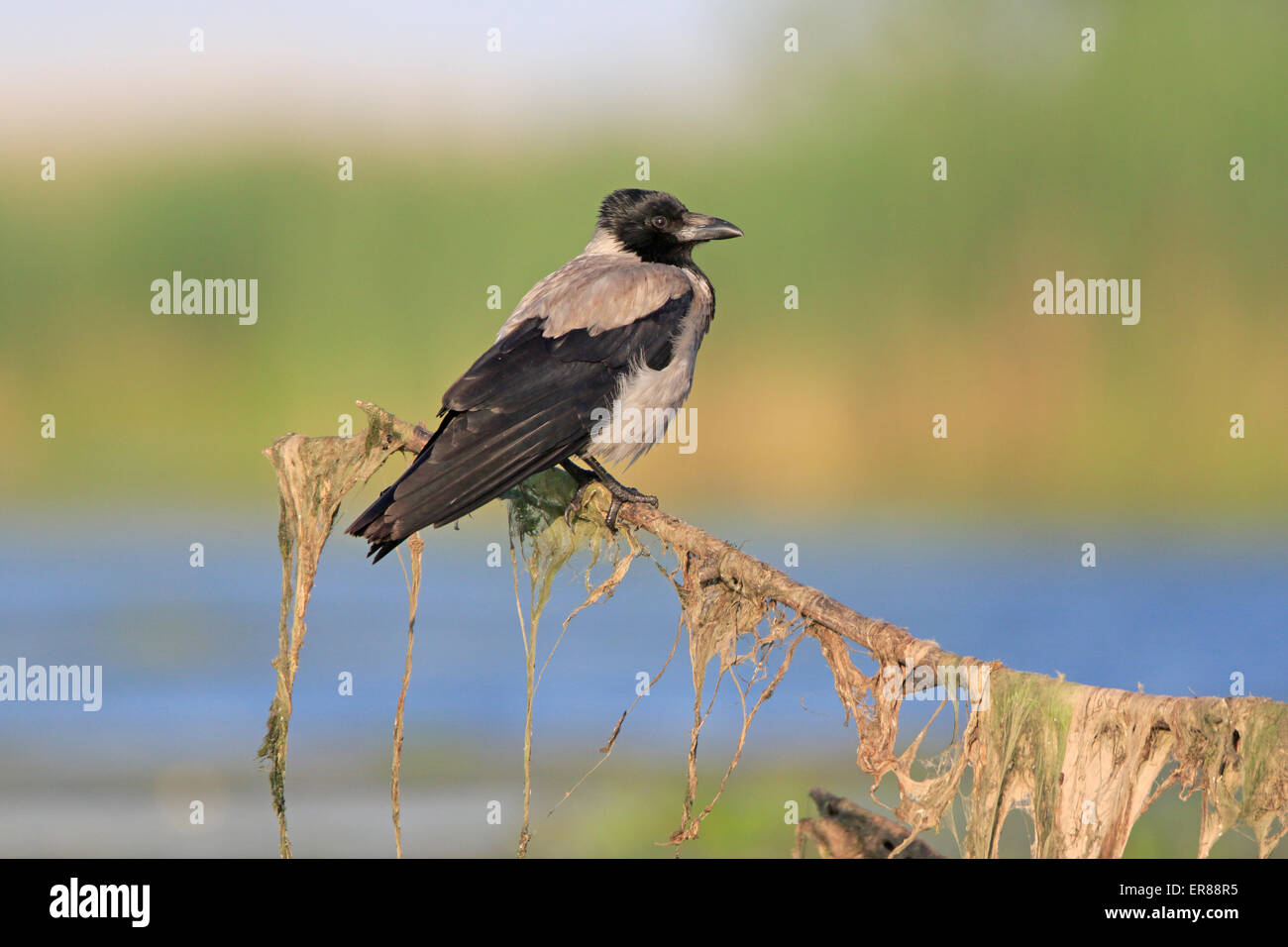 Hooded Crow perched on weed covered branch Stock Photo - Alamy