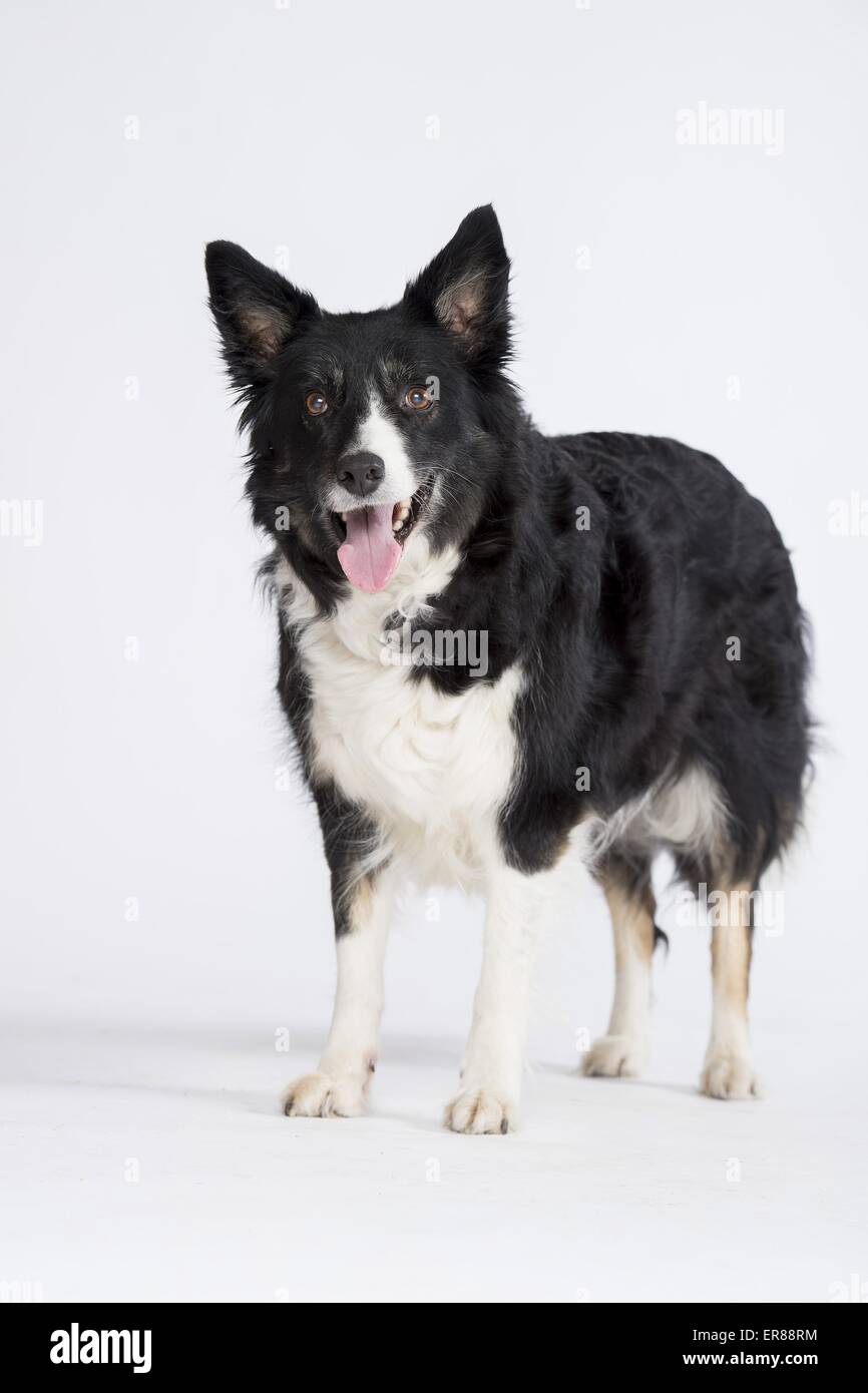 old Border Collie Stock Photo - Alamy