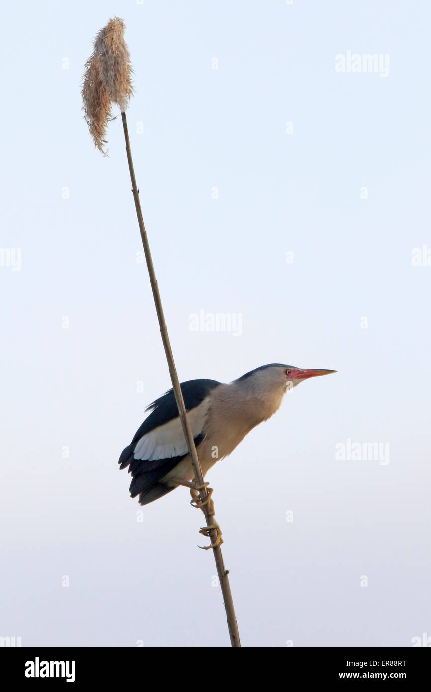 Bittern hi-res stock photography and images - Alamy