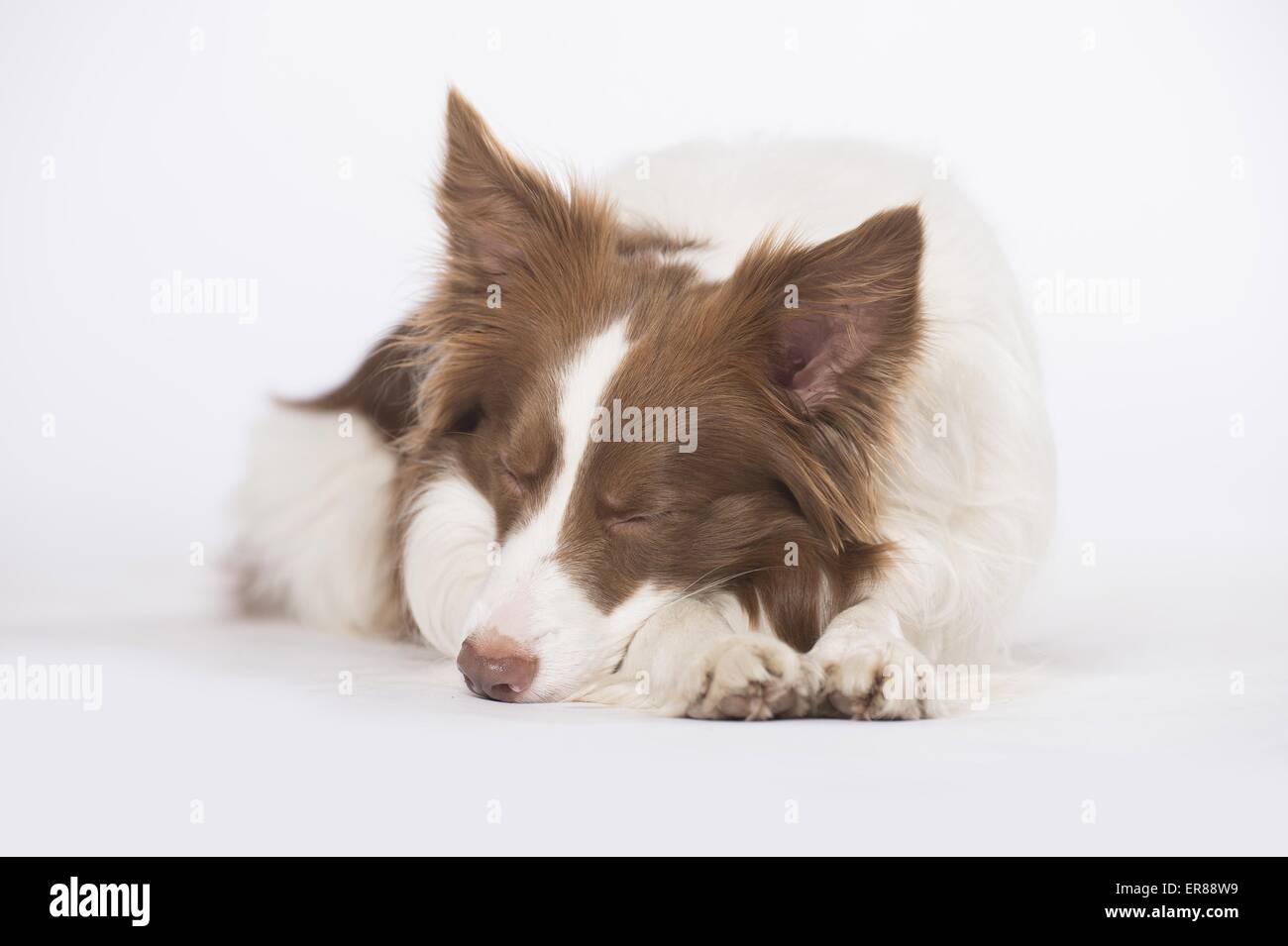 sleeping Border Collie Stock Photo - Alamy