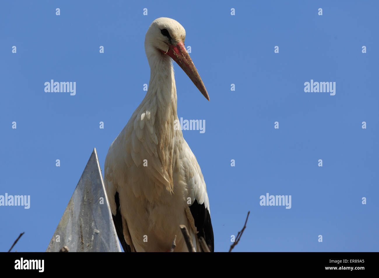 A photograph of a White Stork on a chimney in Switzerland. The white ...