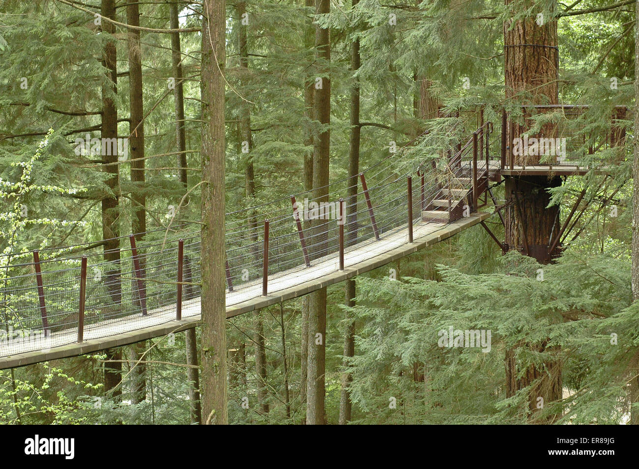 suspension bridge in a deep forest Stock Photo - Alamy
