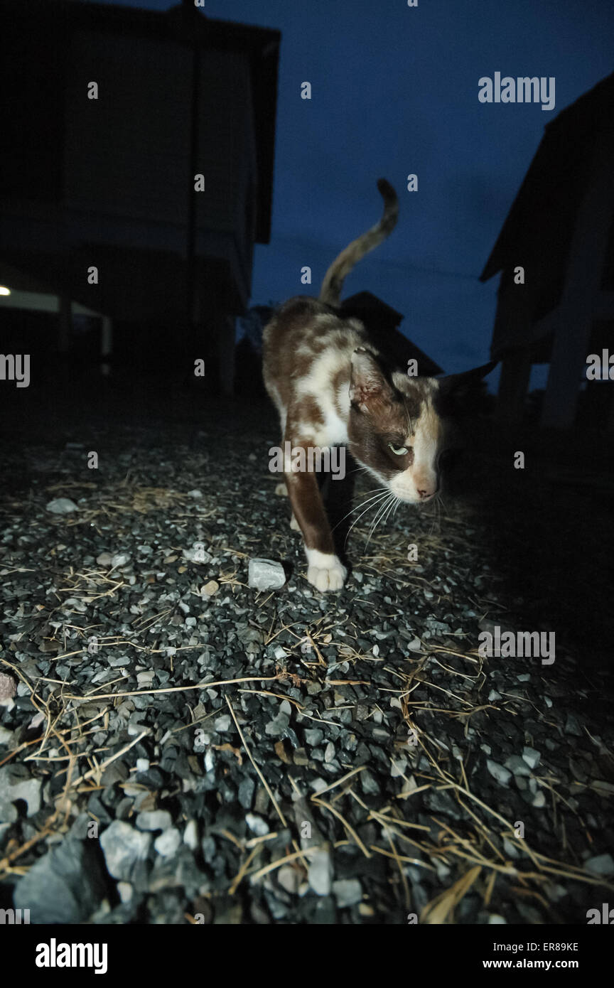 mysterious cat walks at night Stock Photo - Alamy
