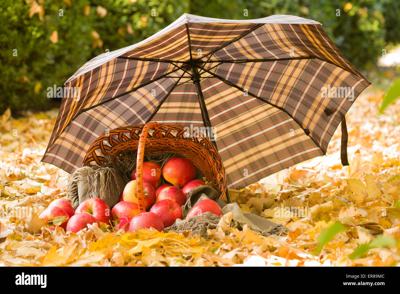 Basket apples under apple tree hi-res stock photography and images - Alamy