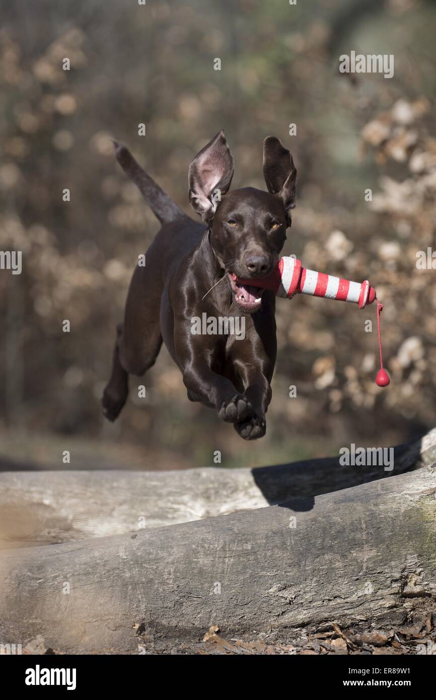 jumping German shorthaired Pointer Stock Photo - Alamy
