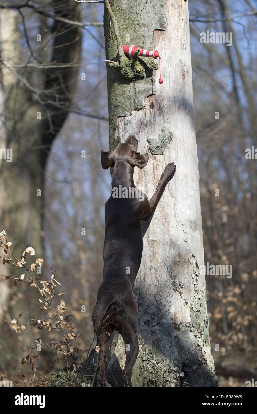 German shorthaired Pointer wants toy Stock Photo - Alamy