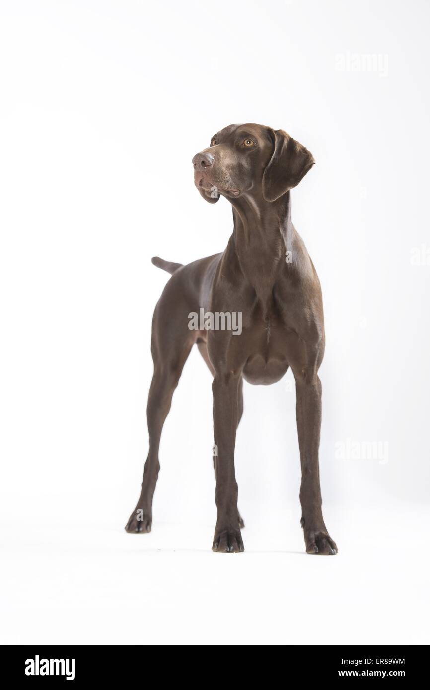 Pointer stands hi-res stock photography and images - Alamy