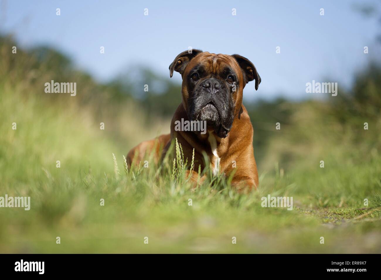 lying German Boxer Stock Photo - Alamy